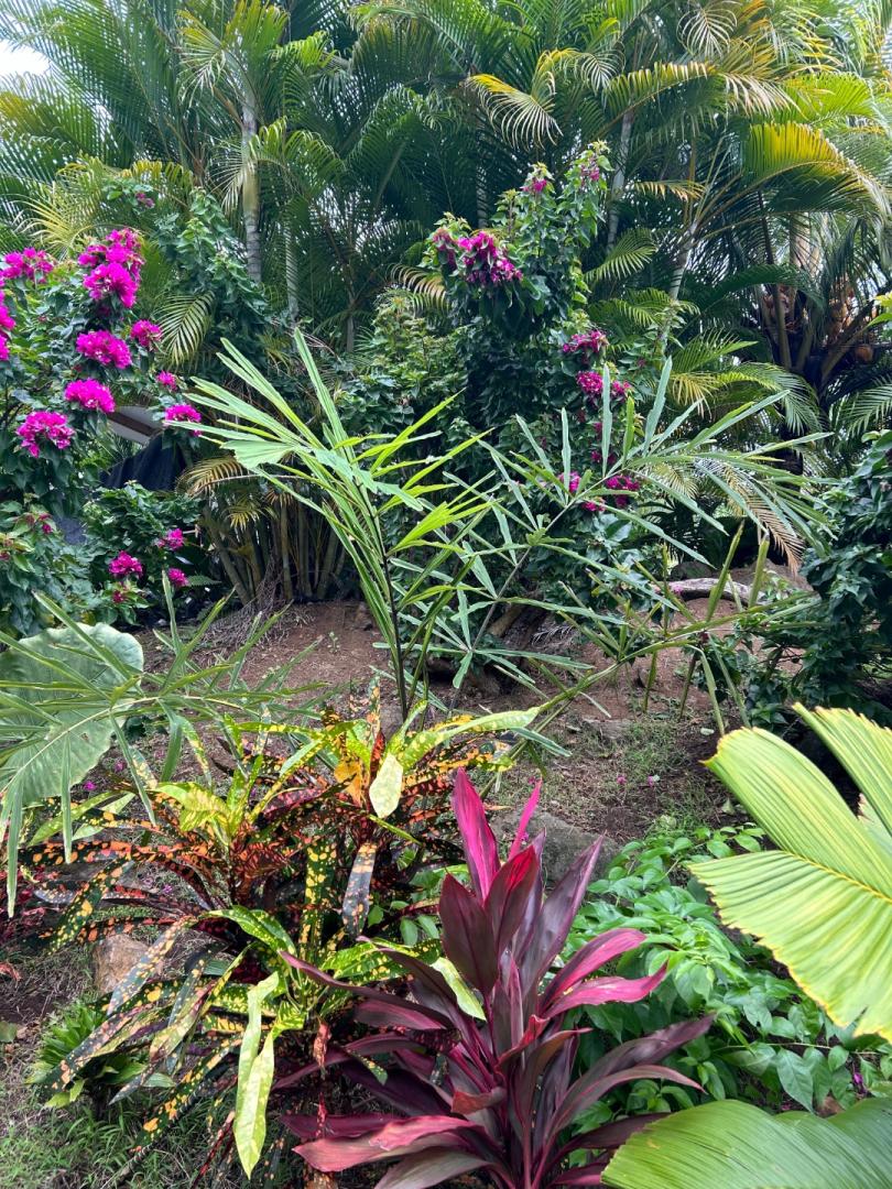 Wallichia disticha - DISCUSSING PALM TREES WORLDWIDE - PalmTalk