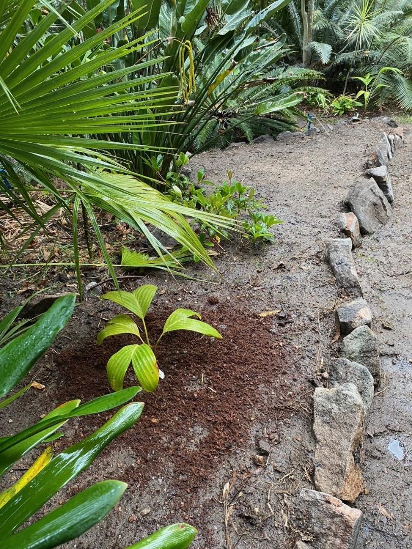 Mounded Palm Beds -- Soil Admendments - DISCUSSING PALM TREES WORLDWIDE ...