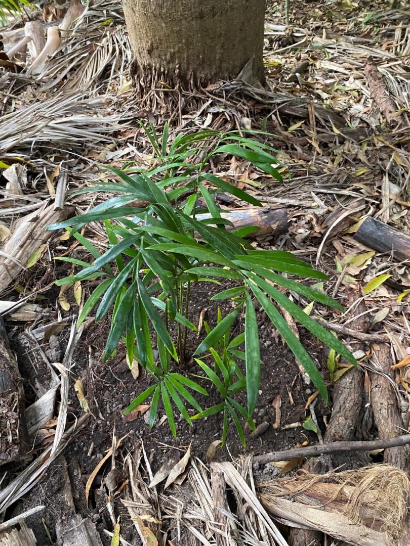 Lepidozamia hopei and bowenia spectabilis planted in the garden ...