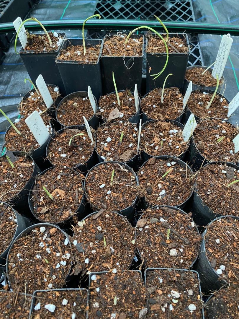 On the potting bench with some chamaedorea varieties - DISCUSSING PALM ...