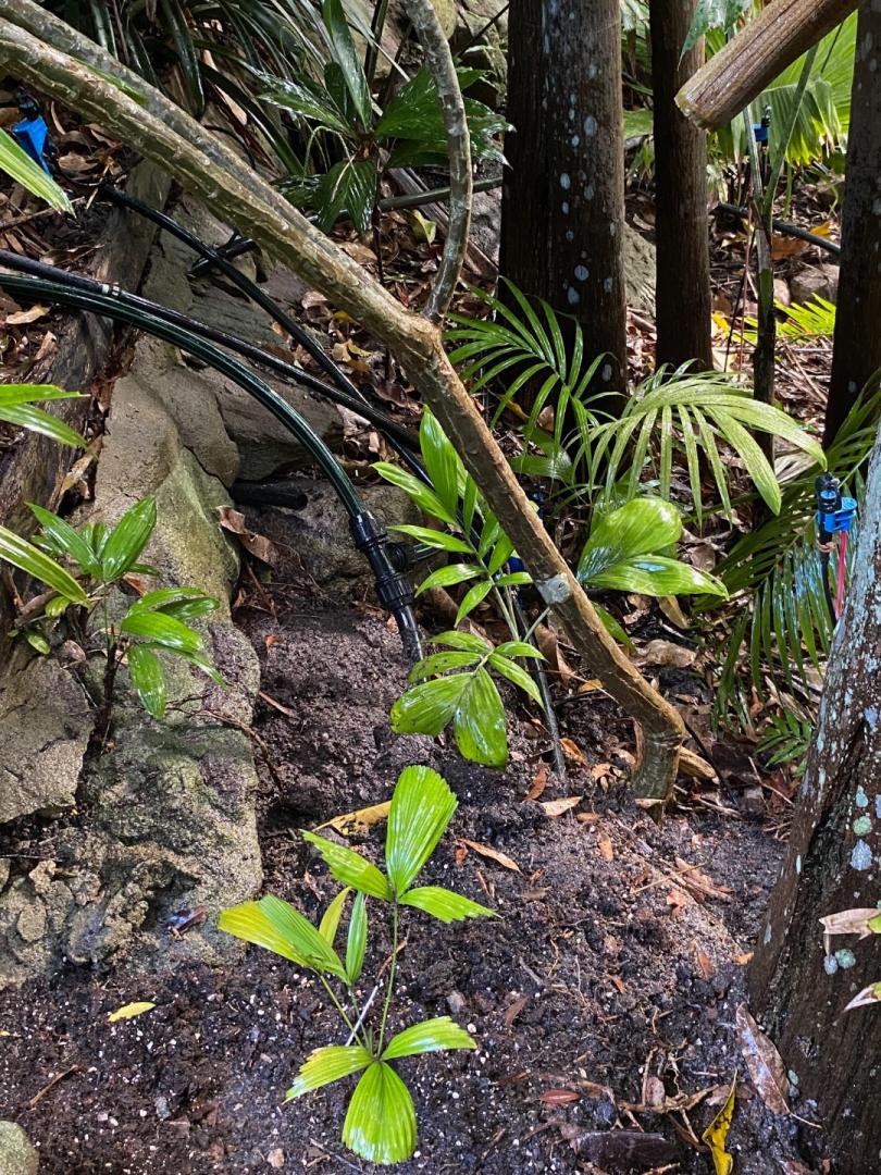 Planted my licuala triphylla - DISCUSSING PALM TREES WORLDWIDE - PalmTalk