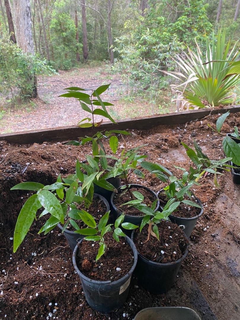 Potting up a few Australian syzigium wilsoni - TROPICAL LOOKING PLANTS ...