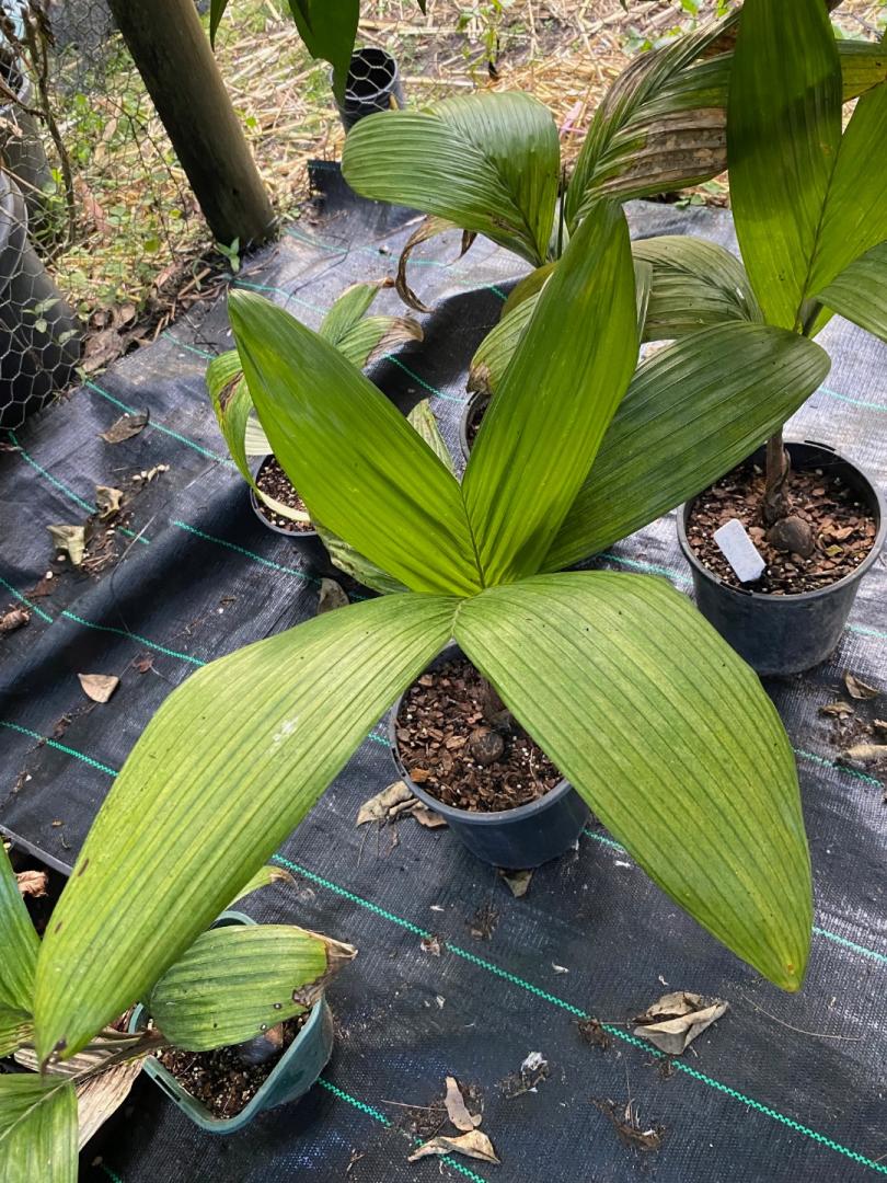 And a attalea cohune gets planted - DISCUSSING PALM TREES WORLDWIDE ...