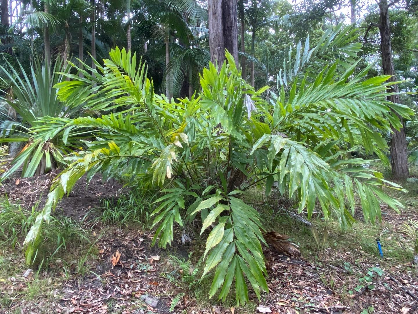 Wallichia distichia flowering - DISCUSSING PALM TREES WORLDWIDE - PalmTalk