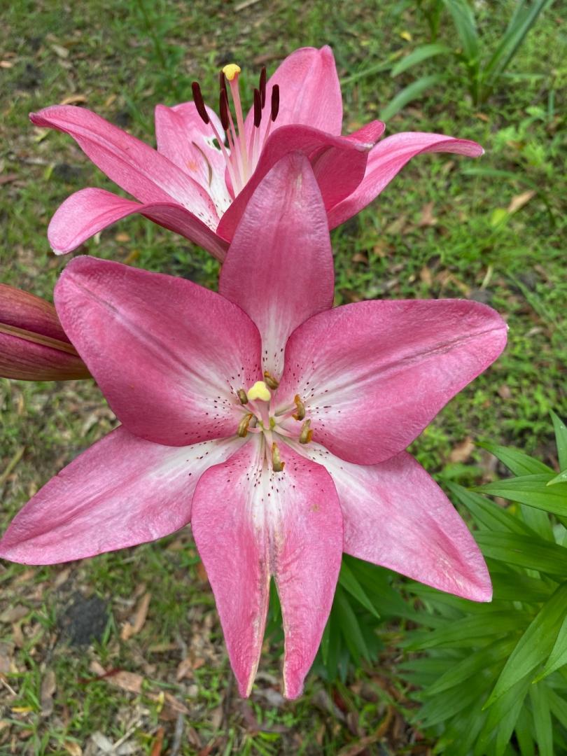 Some kangaroo paw flowers and a couple of Asian lilies - TROPICAL ...