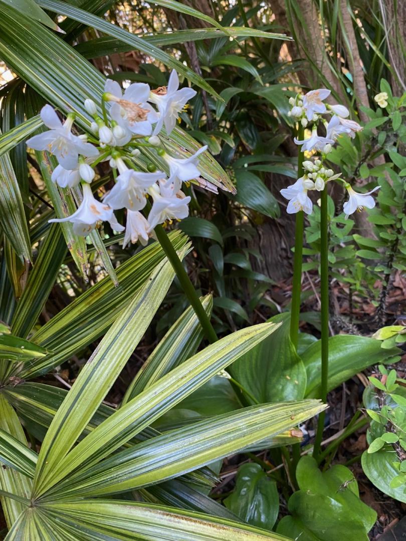 Australian Brisbane lily Proiphys cunninghamii - TROPICAL LOOKING ...
