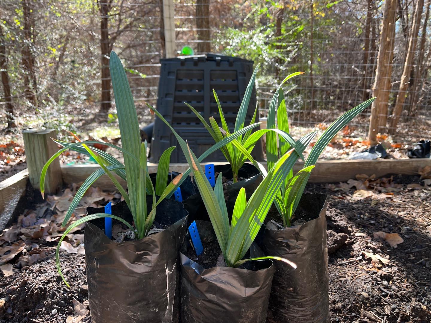 Sabal seedlings - For Sale - PalmTalk