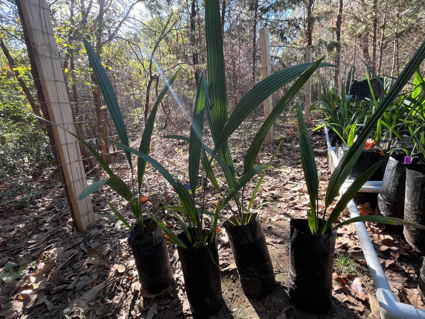Sabal seedlings - For Sale - PalmTalk