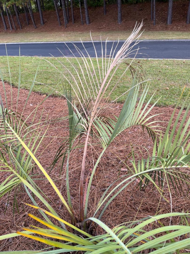 Sick Pindo Palm - DISCUSSING PALM TREES WORLDWIDE - PalmTalk