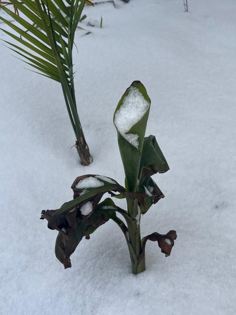 99% Certain this is a Muja Basjoo - TROPICAL LOOKING PLANTS - Other ...