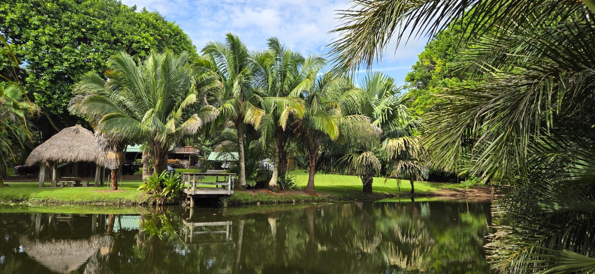 South East Florida Palm Collections - DISCUSSING PALM TREES WORLDWIDE ...