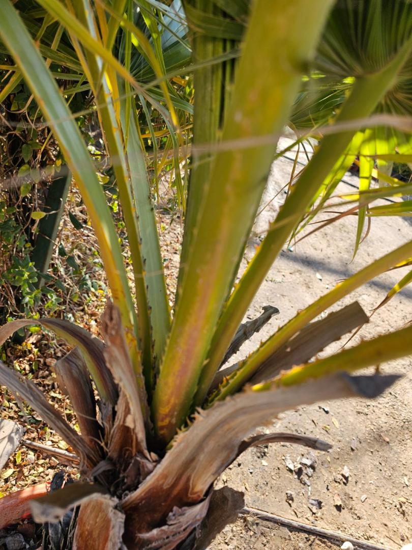 Is this a Washingtonia Filibusta? - DISCUSSING PALM TREES WORLDWIDE ...