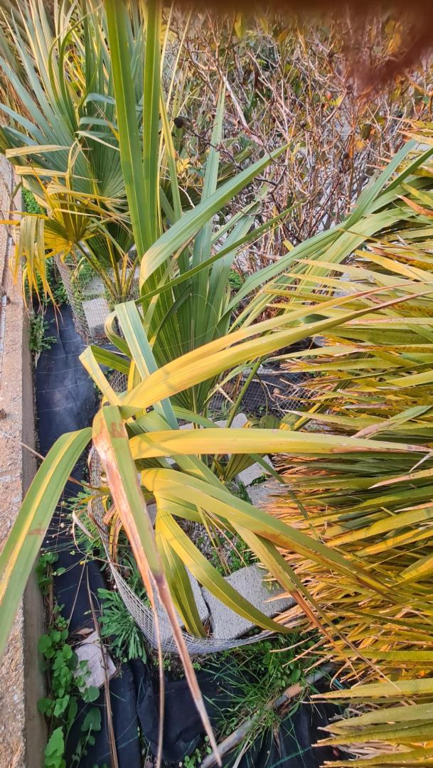 The curse of Sabal minor (?) - DISCUSSING PALM TREES WORLDWIDE - PalmTalk