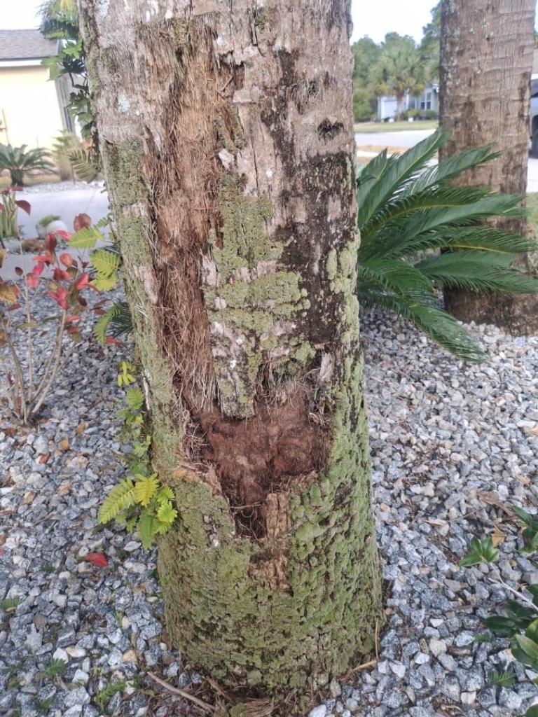 Sabal palm has heavy moss and rot at base. - DISCUSSING PALM TREES ...