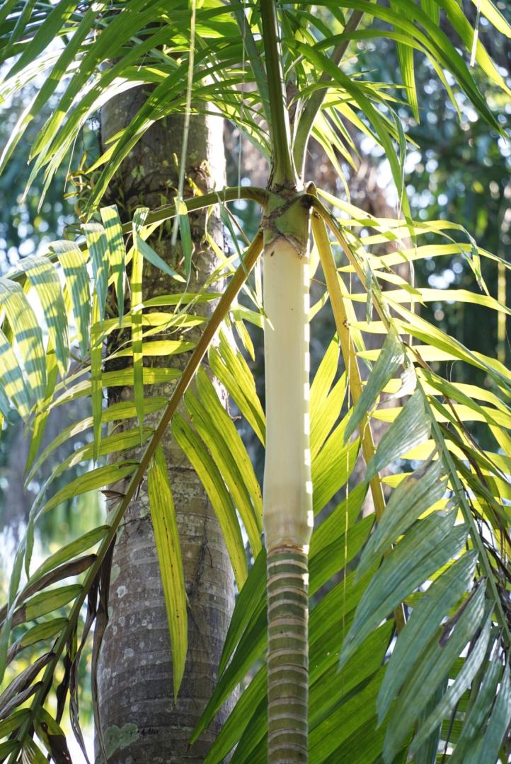Could you please give ID of this palm tree? It is an solitary ...