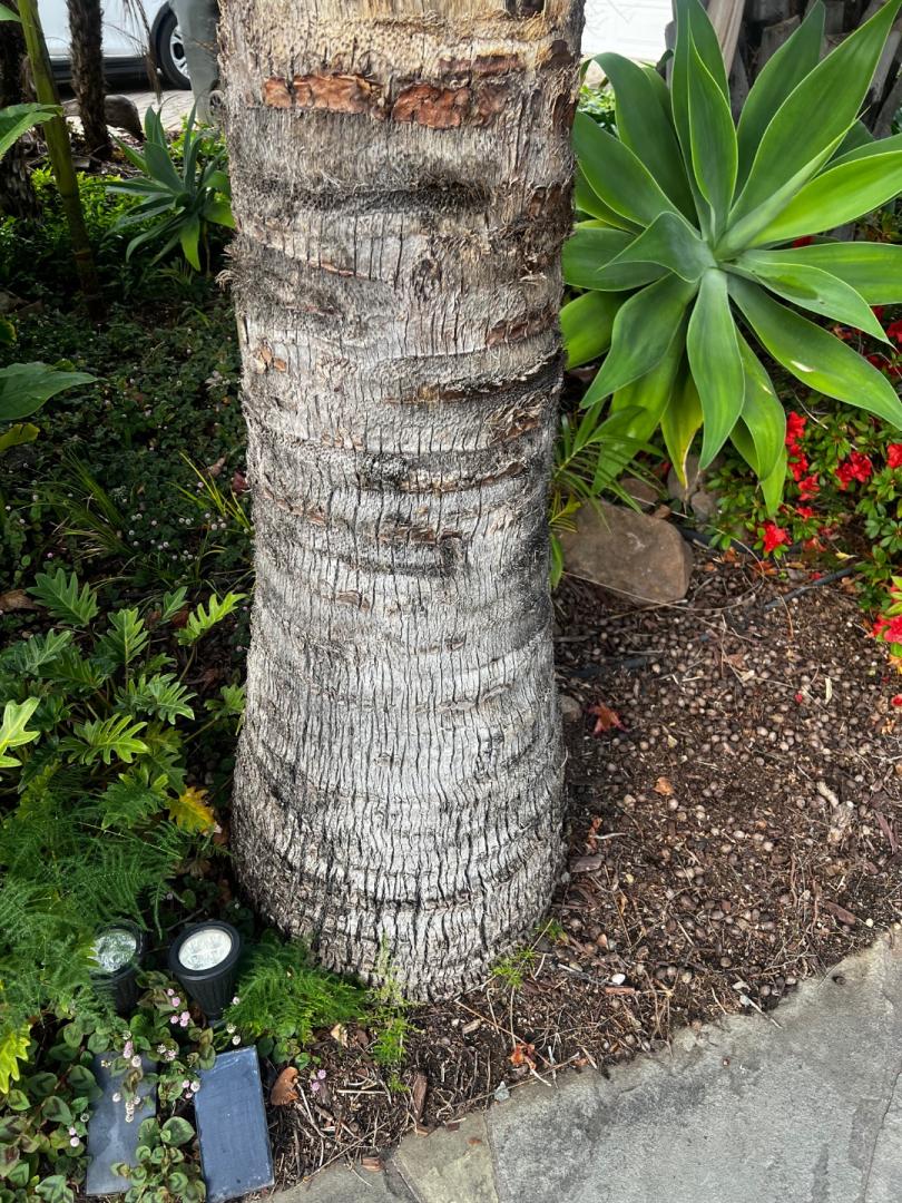 Palms WON’T damage concrete - DISCUSSING PALM TREES WORLDWIDE - PalmTalk