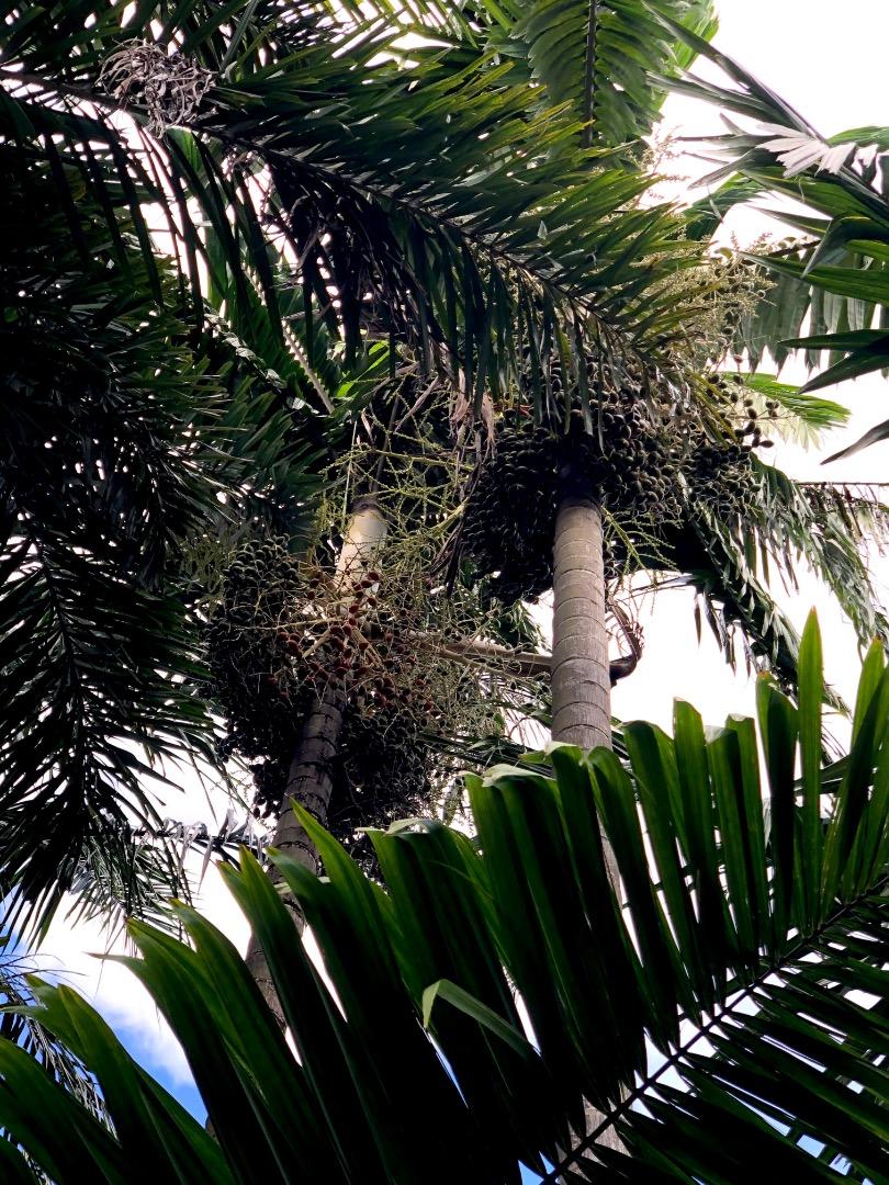 Ptychococcus paradoxus - DISCUSSING PALM TREES WORLDWIDE - PalmTalk