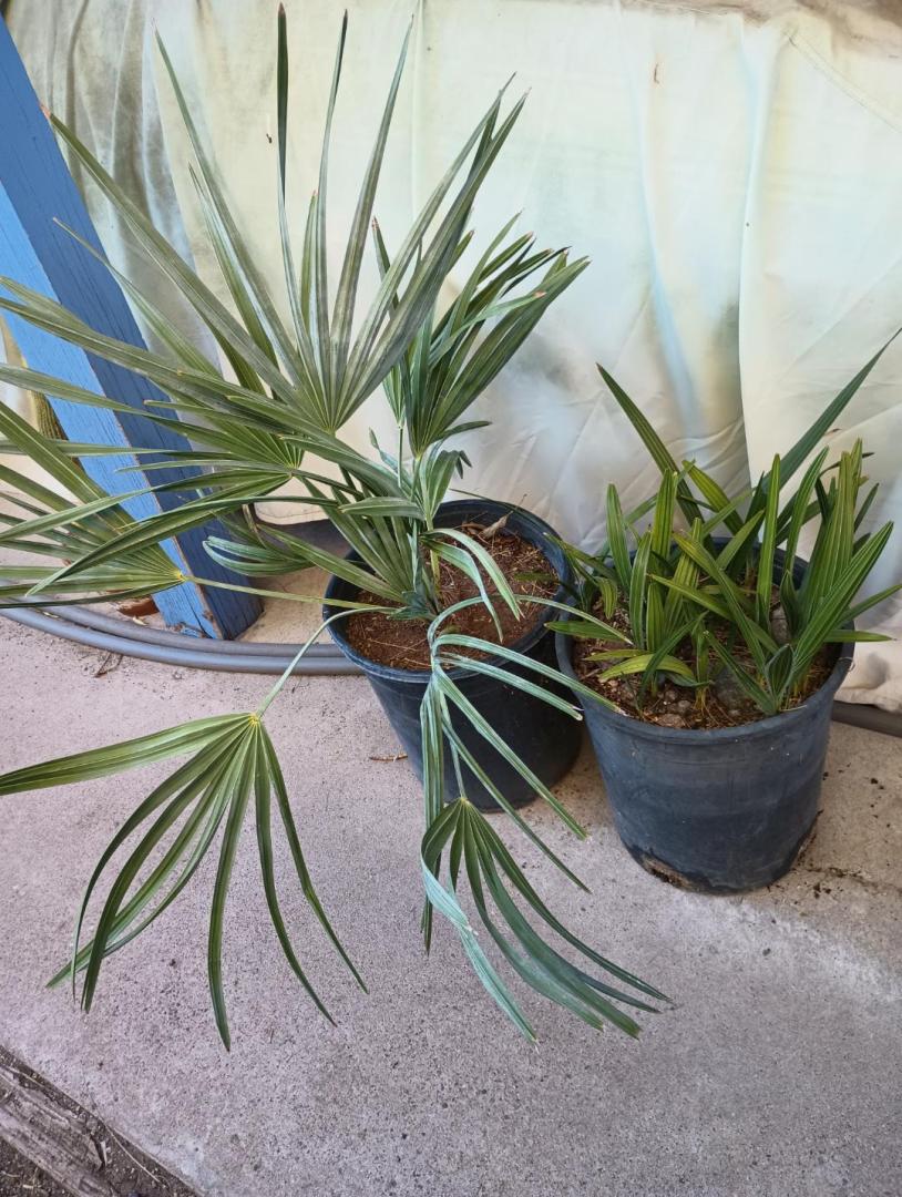 Saw palmetto root sensitivity? - DISCUSSING PALM TREES WORLDWIDE - PalmTalk