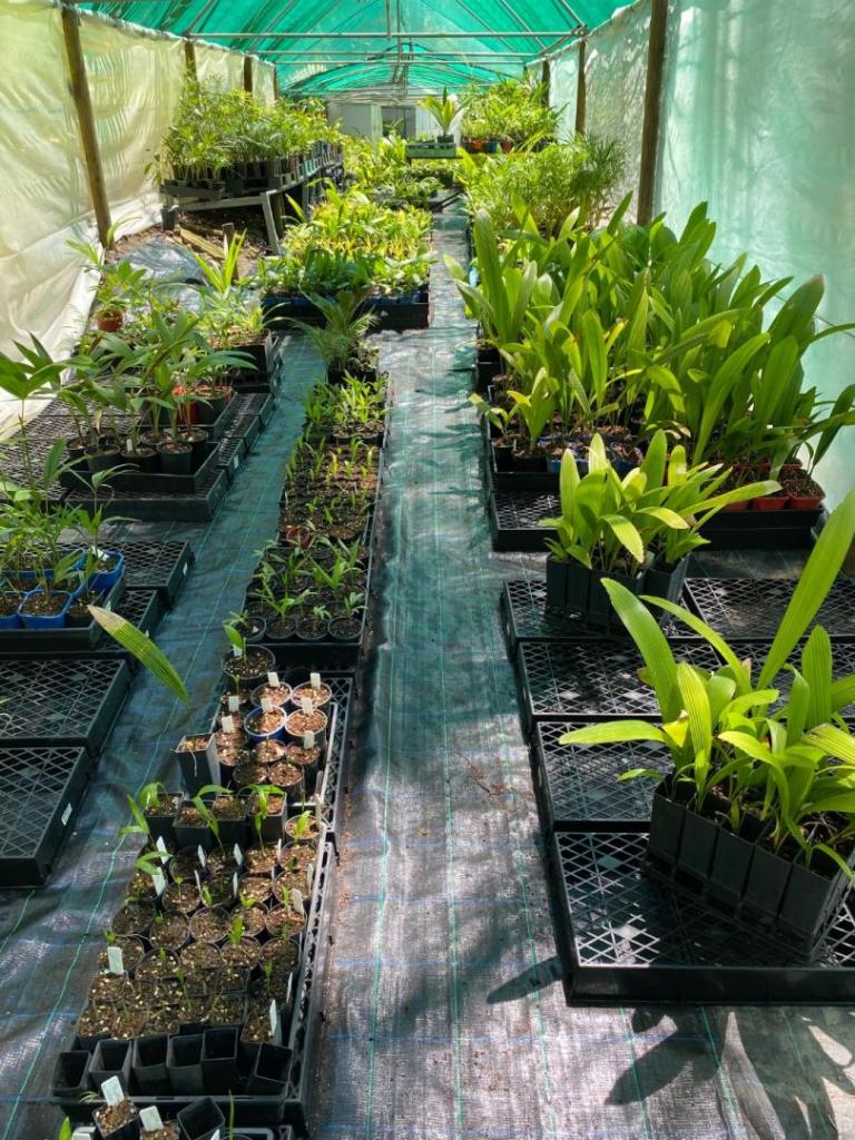 Overwintering a California container ranch - DISCUSSING PALM TREES ...