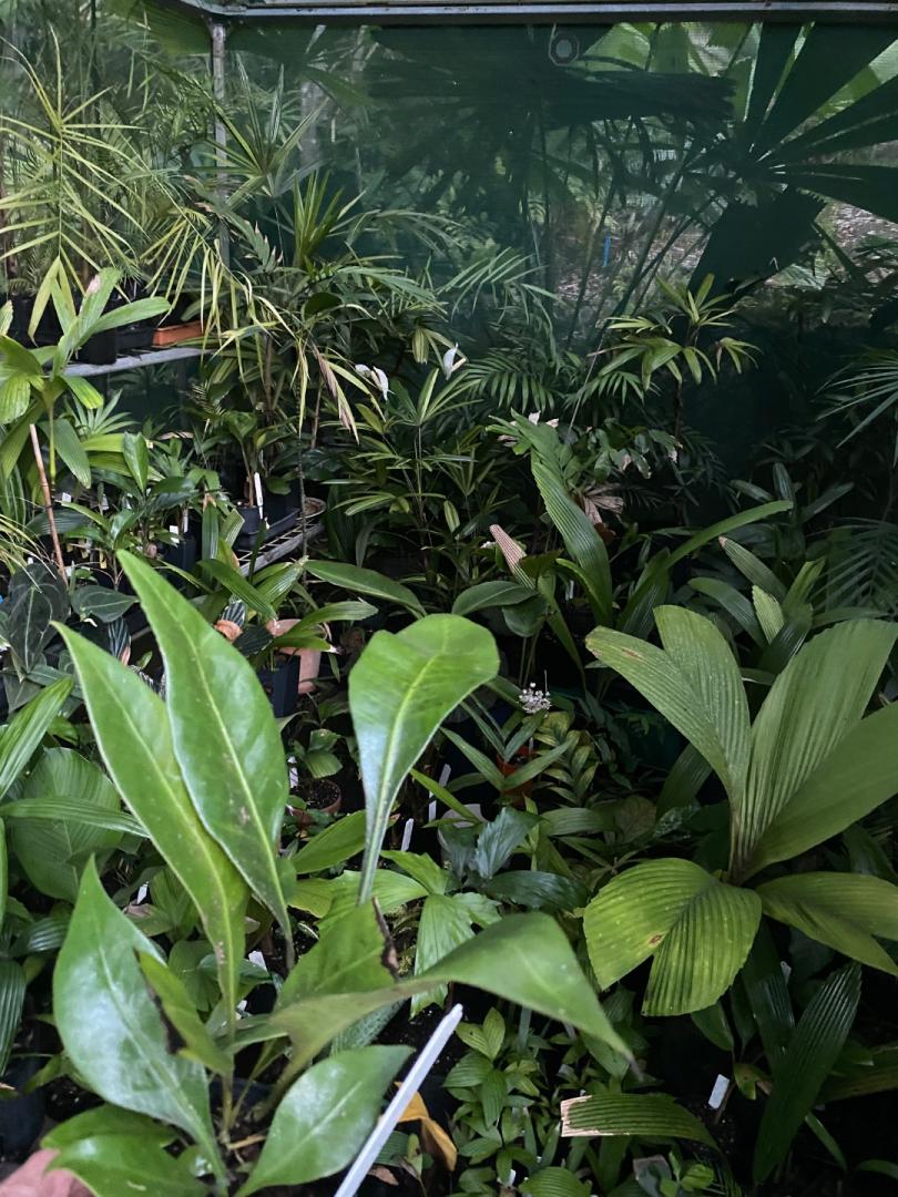 Exotic microsorum whiteheadii, philodendron plowmanii Lyn hannon var ...