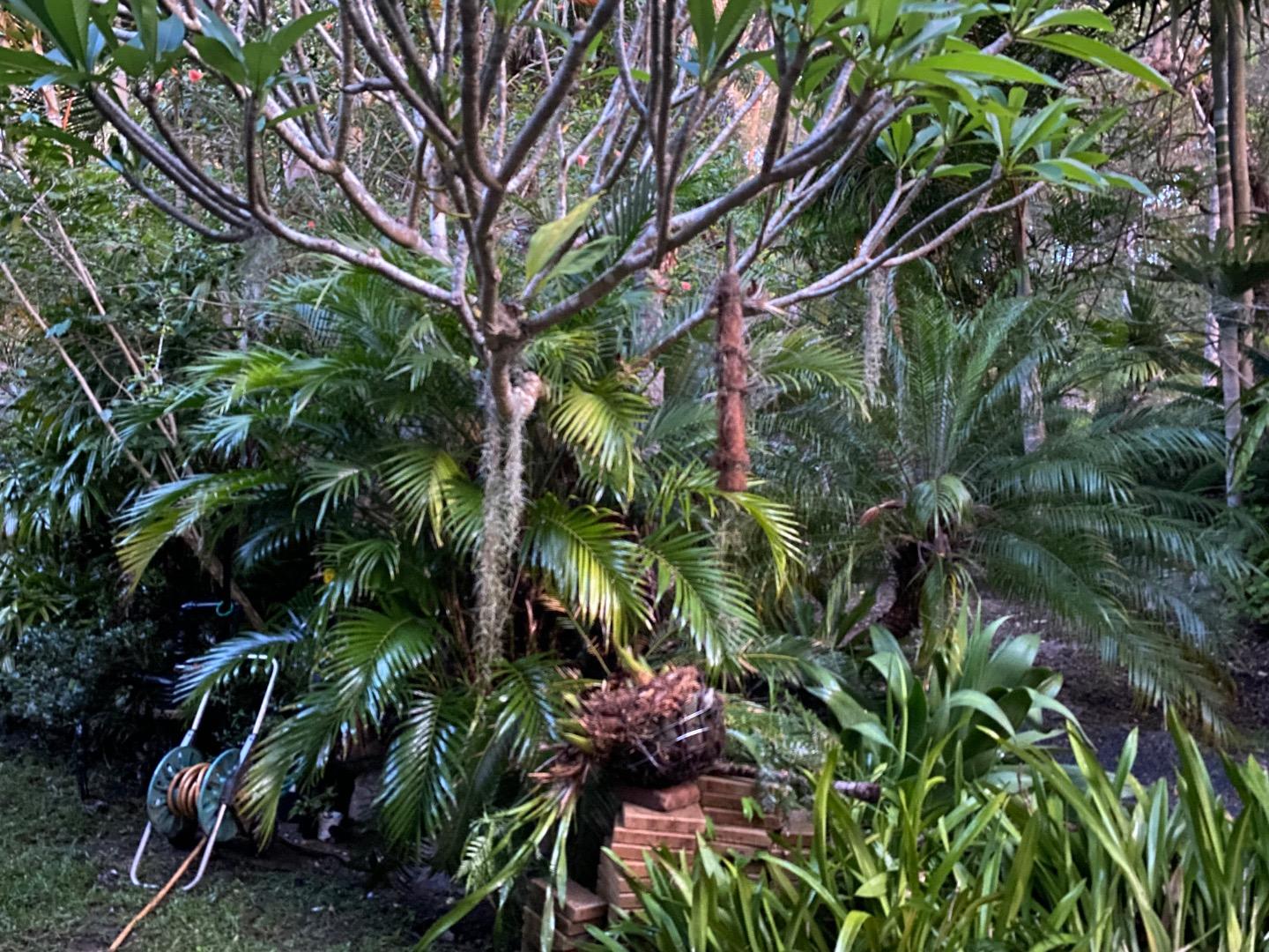 A nice Saturday Amin the garden - DISCUSSING PALM TREES WORLDWIDE ...