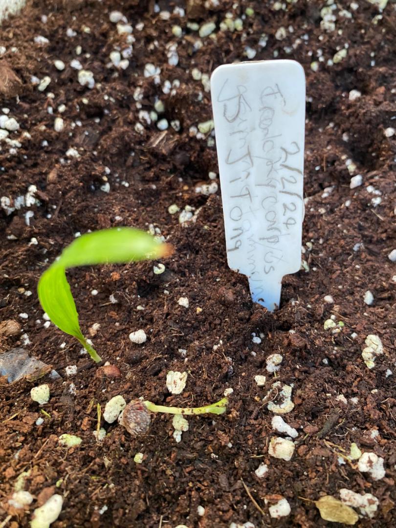 Trachycarpus sitjong germinating - DISCUSSING PALM TREES WORLDWIDE ...
