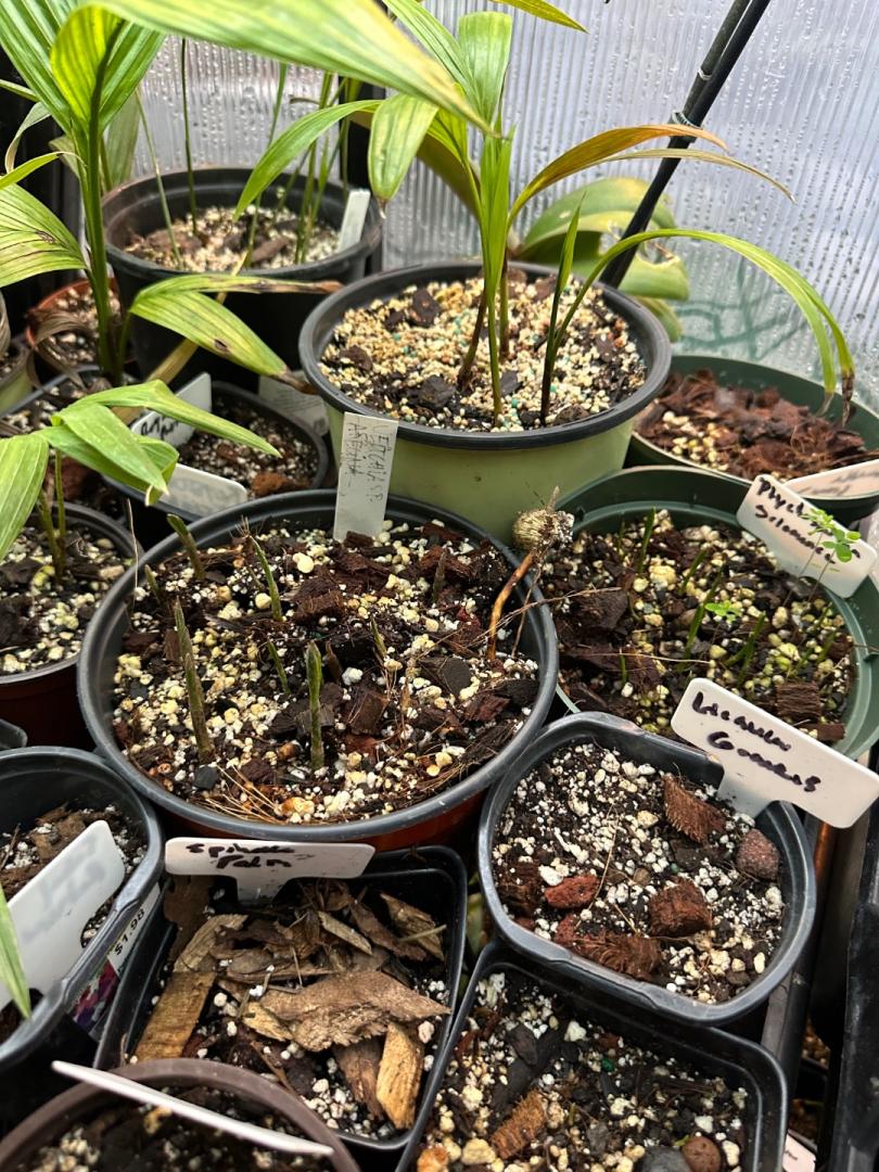 My Overcrowded Greenhouse - DISCUSSING PALM TREES WORLDWIDE - PalmTalk