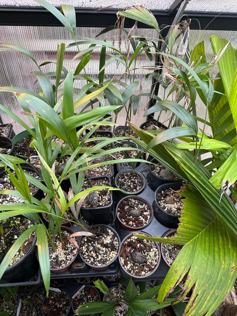 My Overcrowded Greenhouse - DISCUSSING PALM TREES WORLDWIDE - PalmTalk