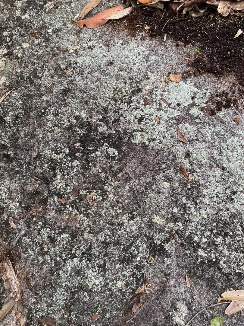 Lichen’s in the garden a living rock - TROPICAL LOOKING PLANTS - Other ...