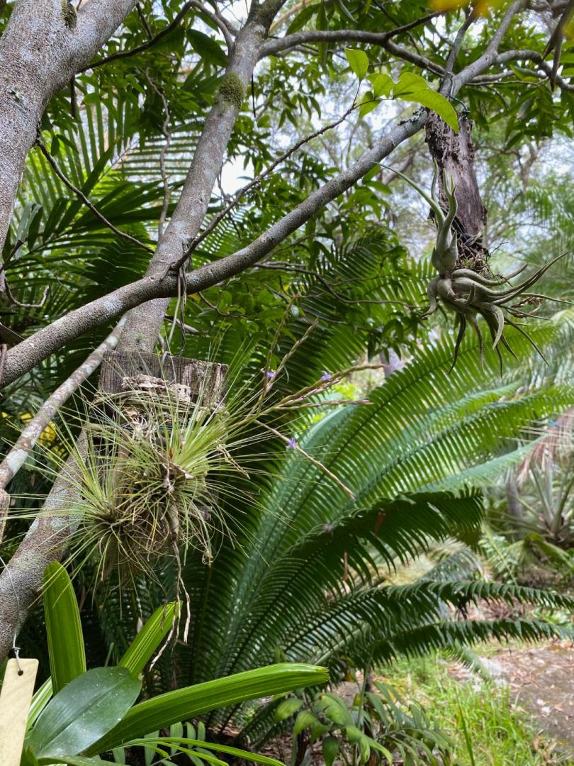 A few garden pics - DISCUSSING PALM TREES WORLDWIDE - PalmTalk
