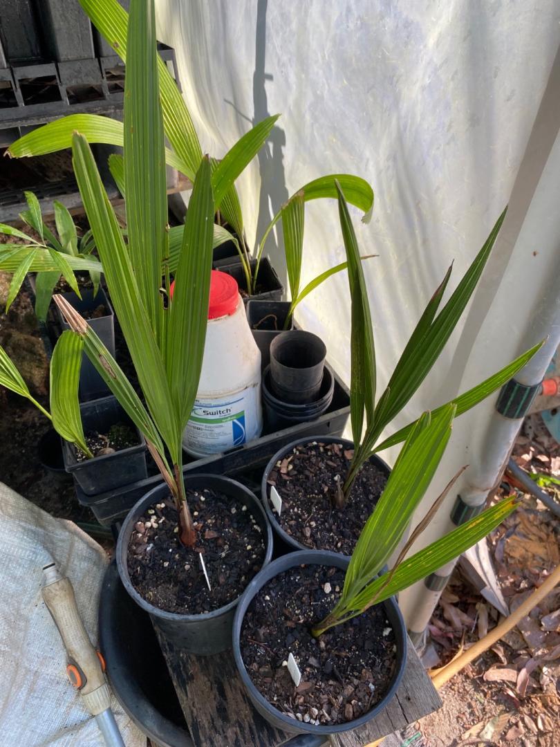 Jubea chiliensis goes in the ground - DISCUSSING PALM TREES WORLDWIDE ...