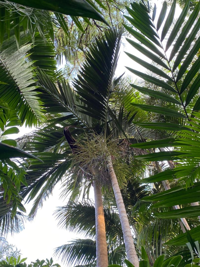 Let’s look up in the garden - DISCUSSING PALM TREES WORLDWIDE - PalmTalk