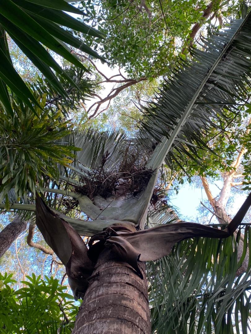 Let’s look up in the garden - DISCUSSING PALM TREES WORLDWIDE - PalmTalk