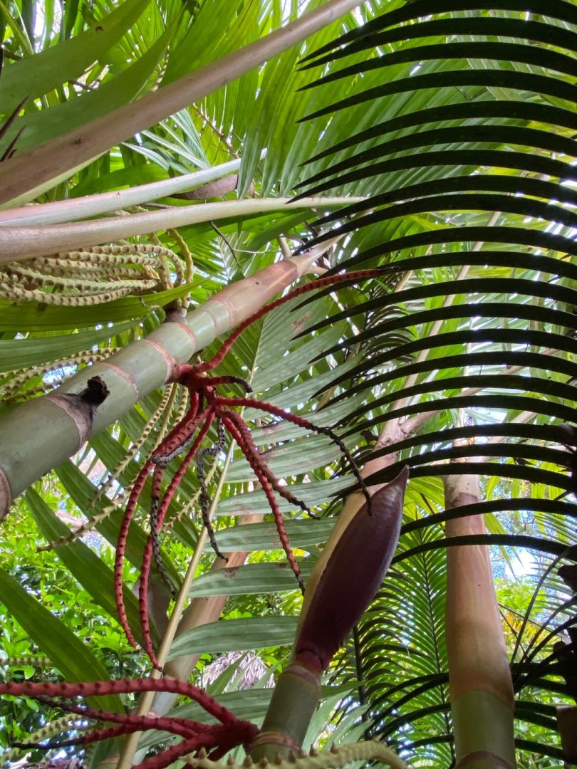 Let’s look up in the garden - DISCUSSING PALM TREES WORLDWIDE - PalmTalk