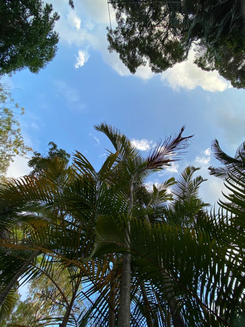 Let’s look up in the garden - DISCUSSING PALM TREES WORLDWIDE - PalmTalk