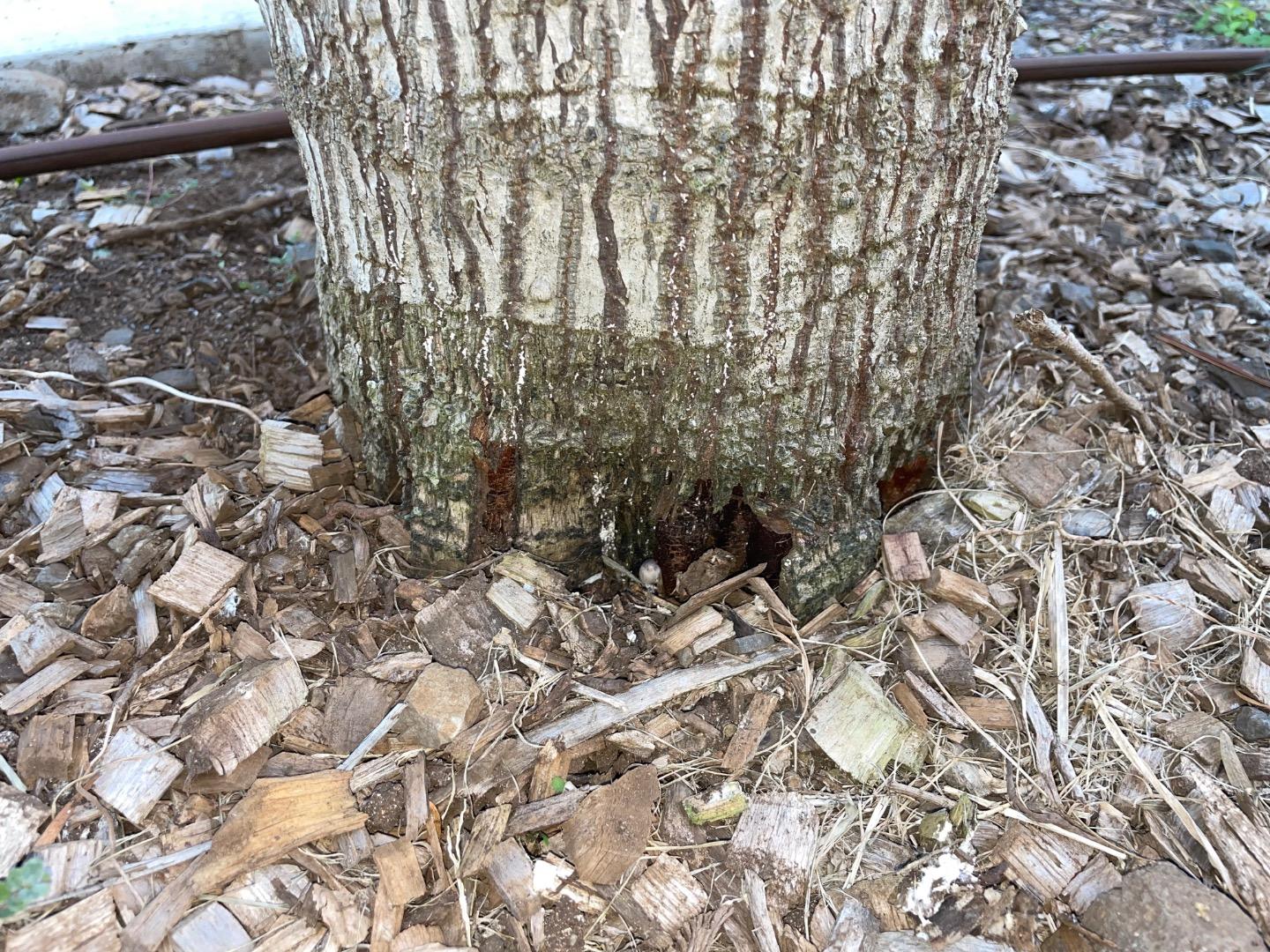 Foxtail Palm tree doesn’t look healthy at the base. Anyone know what’s ...