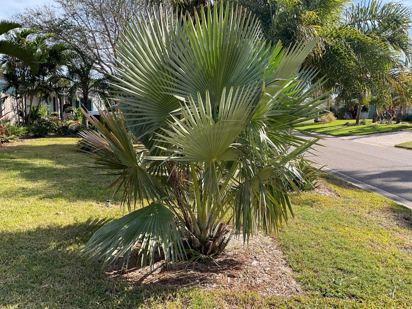 clumping Copernicia Glabrescens - DISCUSSING PALM TREES WORLDWIDE ...