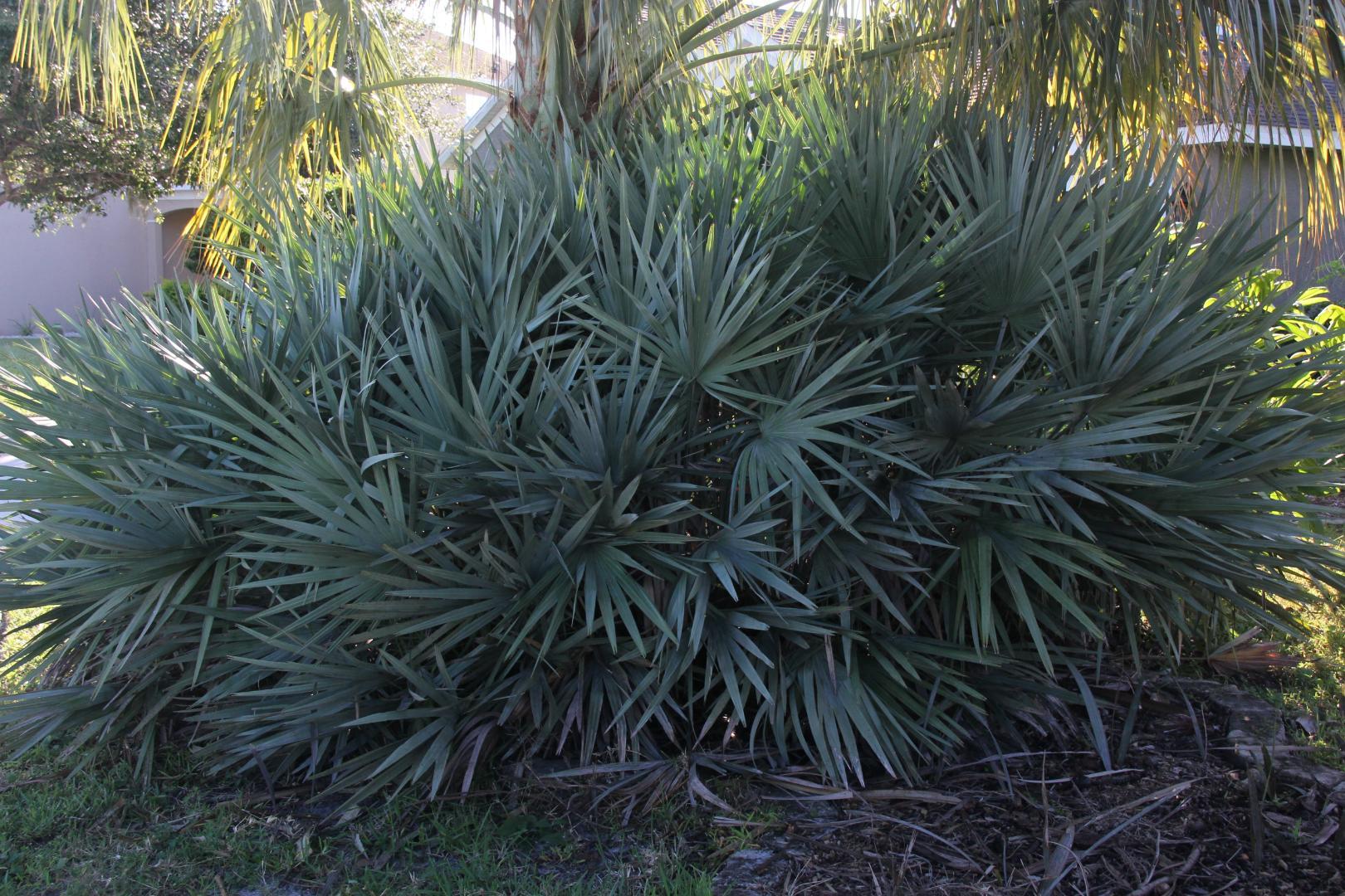 Saw palmetto root sensitivity? - DISCUSSING PALM TREES WORLDWIDE - PalmTalk