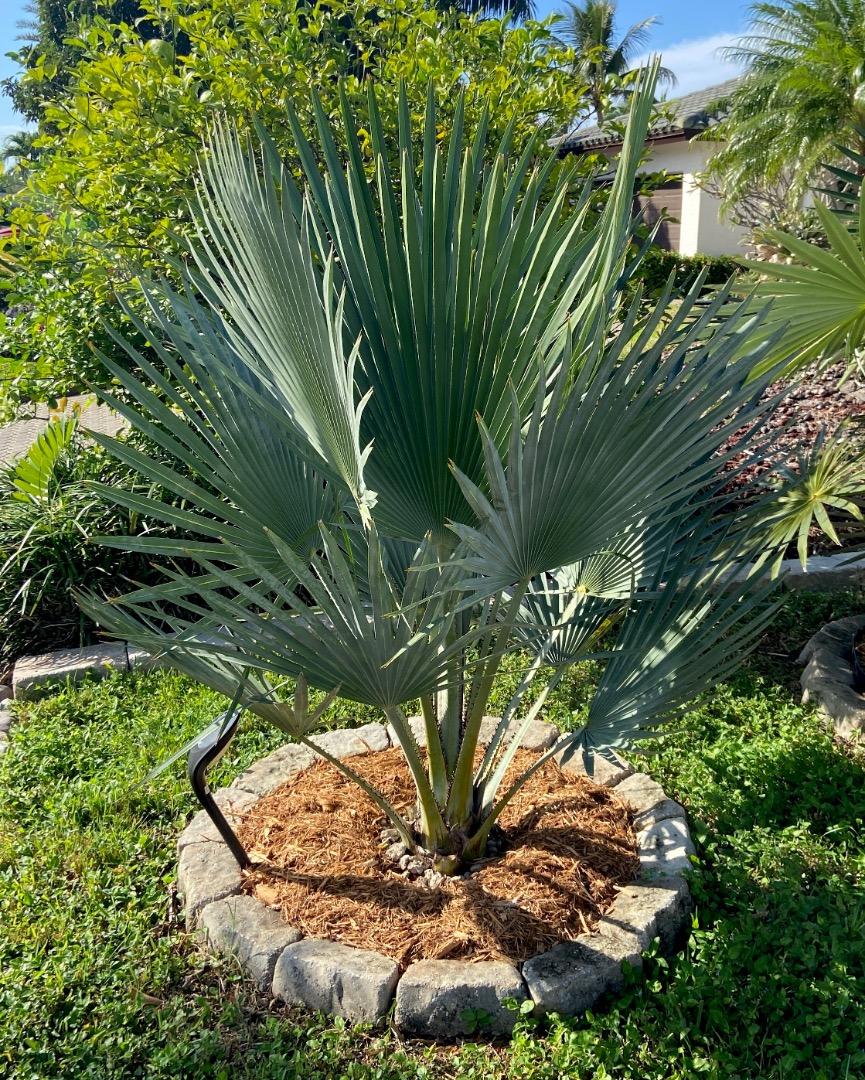 clumping Copernicia Glabrescens - DISCUSSING PALM TREES WORLDWIDE ...