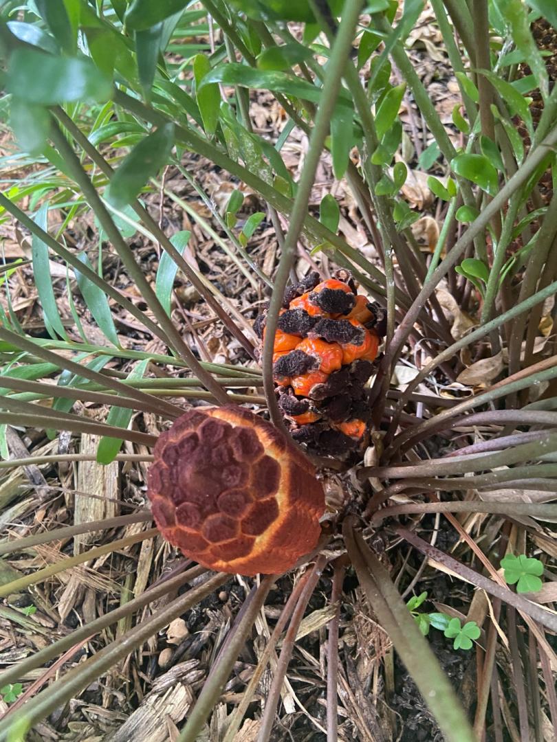 Saw palmetto root sensitivity? - DISCUSSING PALM TREES WORLDWIDE - PalmTalk