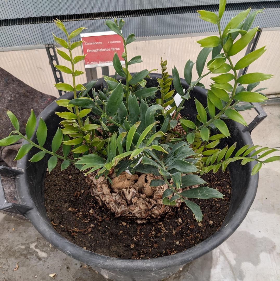 difficulties in a botanic garden - TROPICAL LOOKING PLANTS - Other Than ...