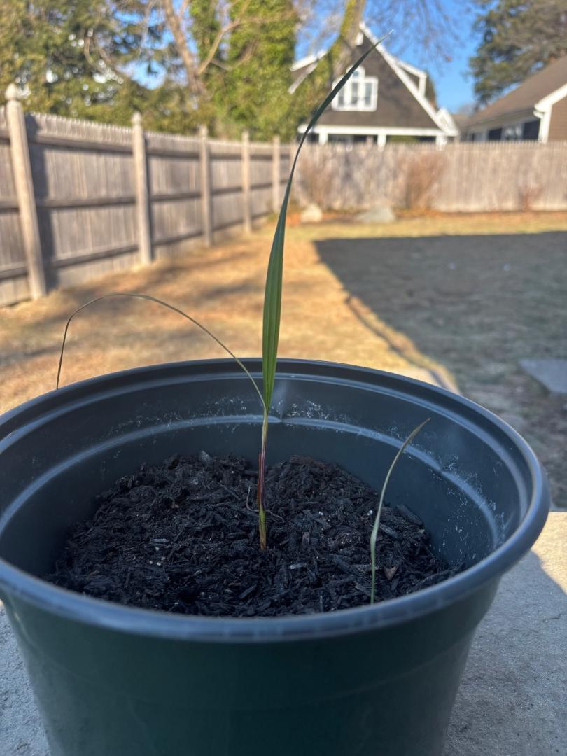 What is wrong with my filifera? - PALMS IN POTS - PalmTalk
