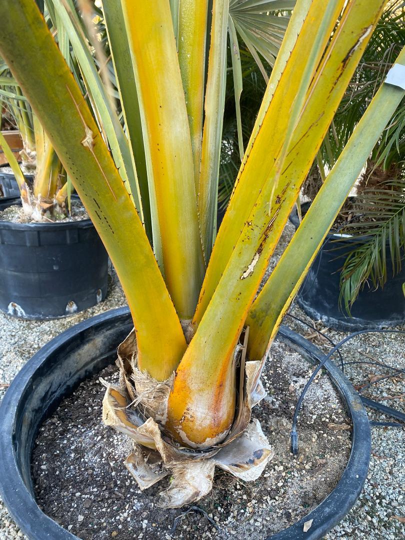 Copernicia fallaensis - entering the California trade? - DISCUSSING ...