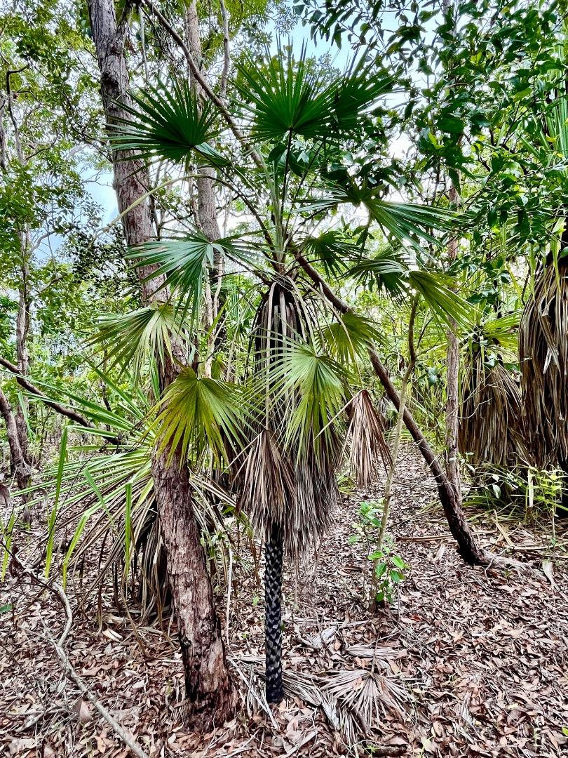 Livistona humilis and Cycas armstrongii in habitat, Northern Territory ...