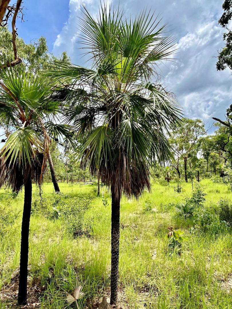 Livistona humilis and Cycas armstrongii in habitat, Northern Territory ...
