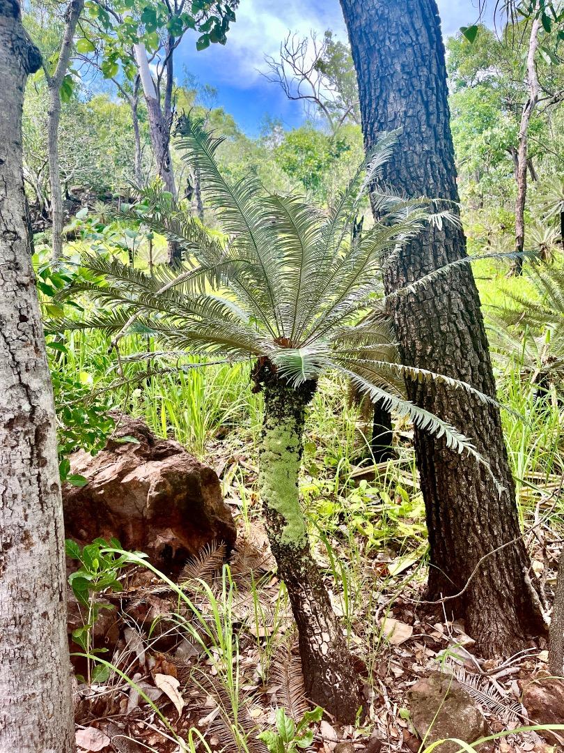 Cycas conferta, calcicola, and maconochiei in habitat, Northern ...
