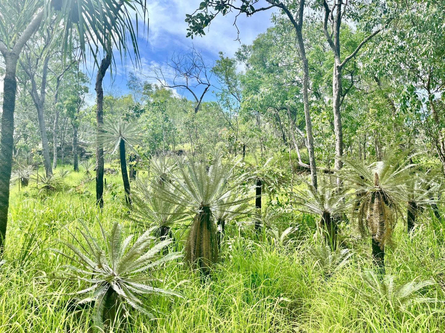 Cycas conferta, calcicola, and maconochiei in habitat, Northern ...