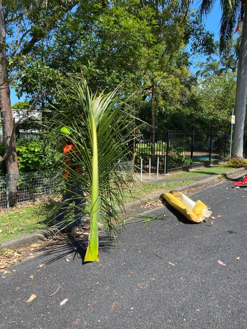That cursed palm debris on a commercial scale - DISCUSSING PALM TREES ...