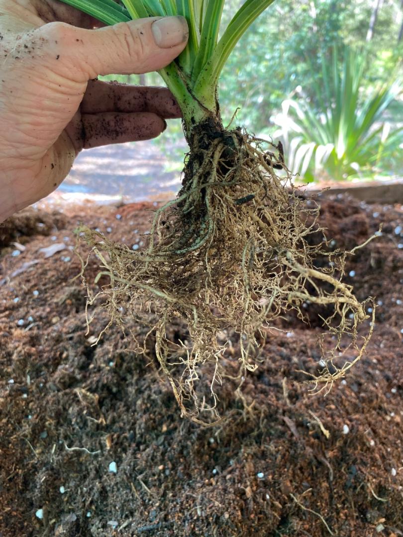 Another Mail order pandanus sanderi - TROPICAL LOOKING PLANTS - Other ...