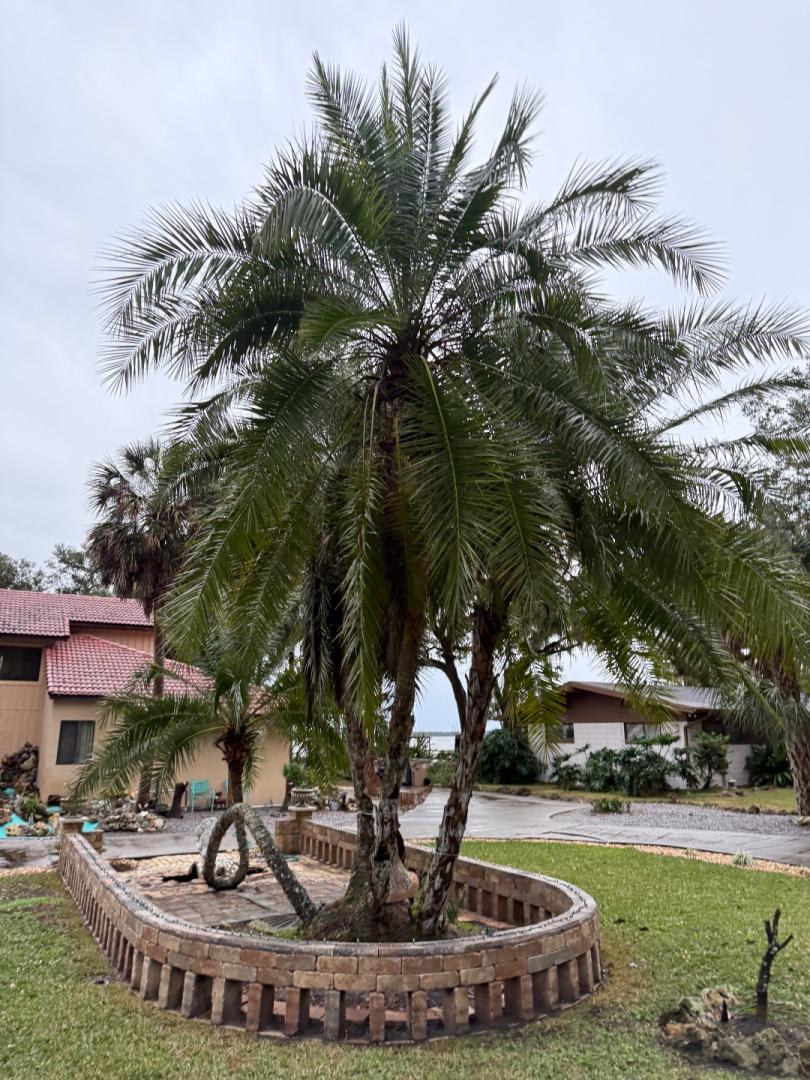 Palm Identification - DISCUSSING PALM TREES WORLDWIDE - PalmTalk